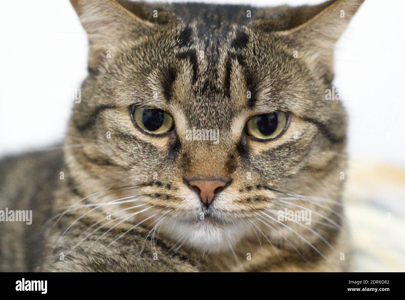 A headshot of a funny tabby cat Stock Photo - Alamy