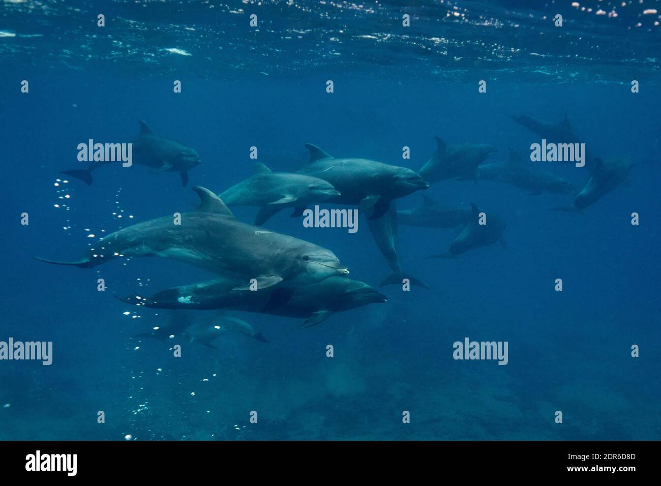 Group of Indo-Pacific Bottlenose Dolphins (Tursiops aduncus) swimming ...