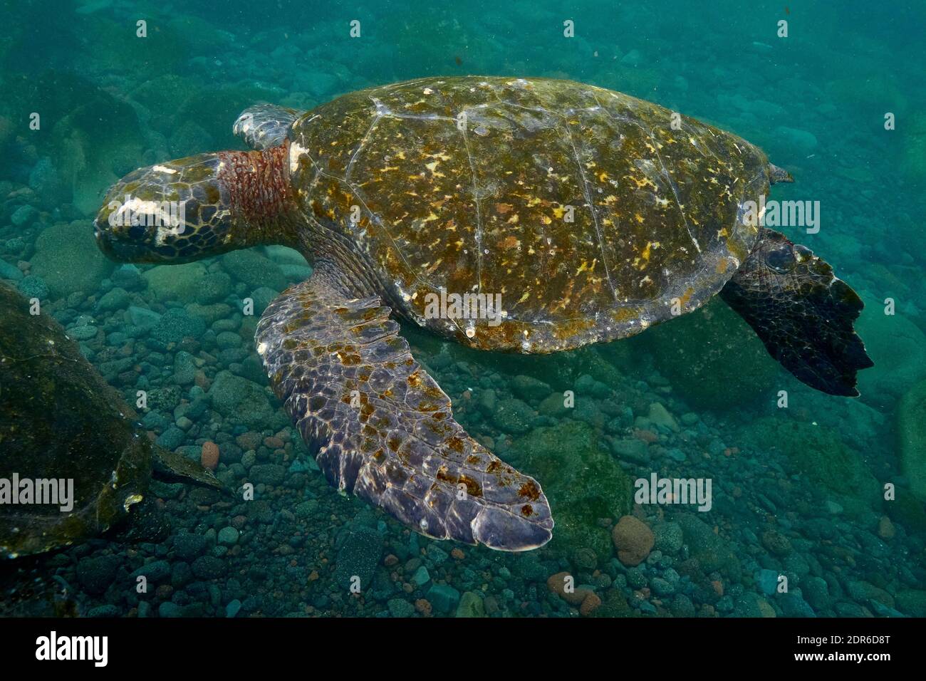 Pacific Green Sea Turtle swimming in the Pacific Ocean, Galapagos Stock ...
