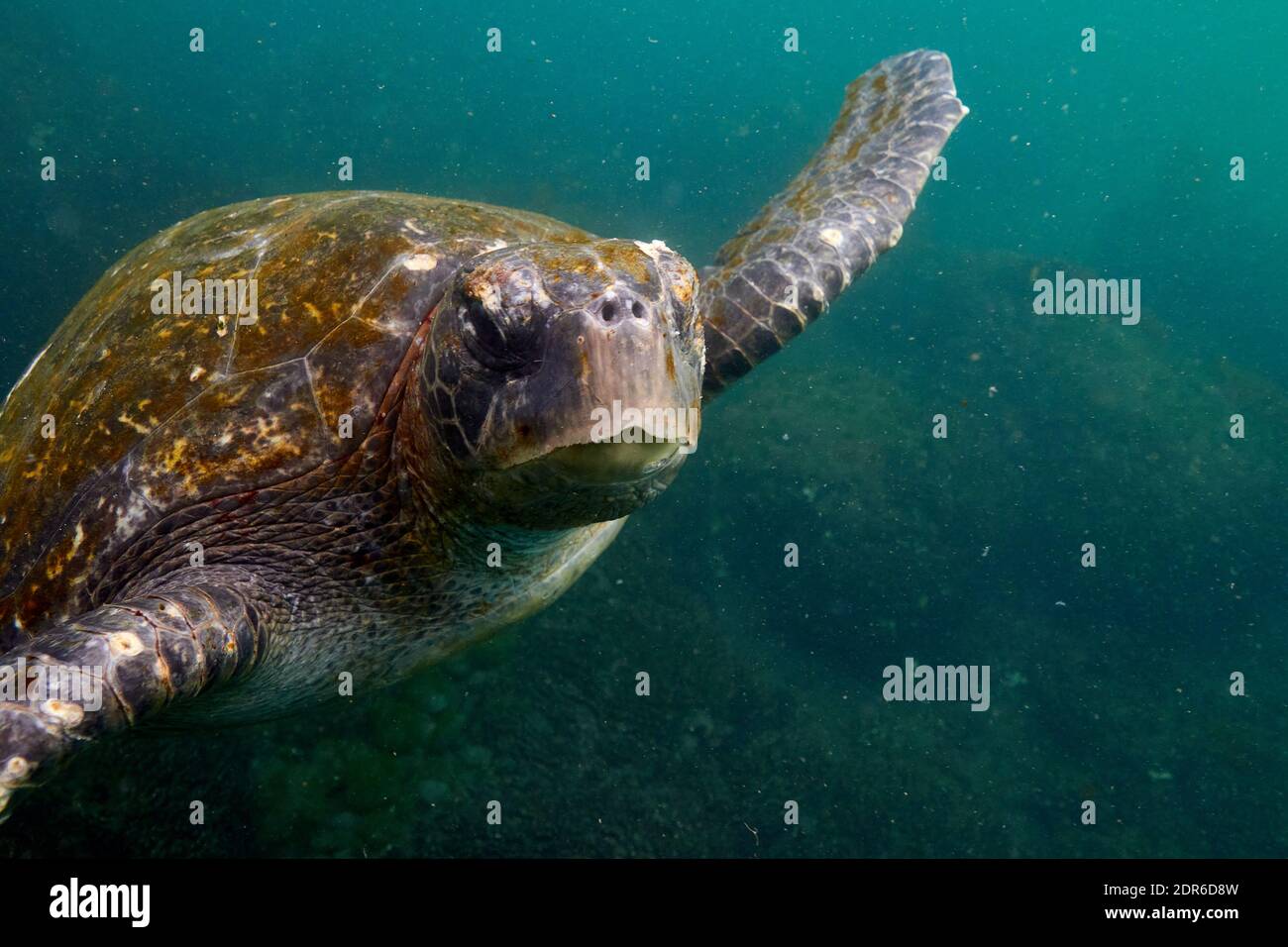 Face portrait of Pacific Green Sea Turtle swimming in the Pacific Ocean ...