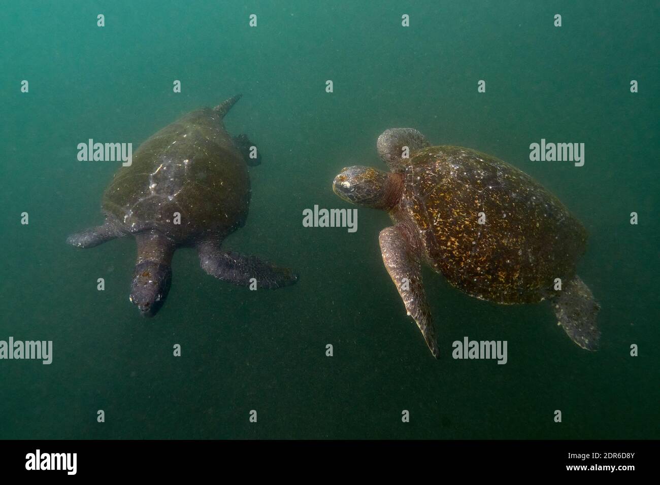 Pacific green sea turtles hi-res stock photography and images - Alamy