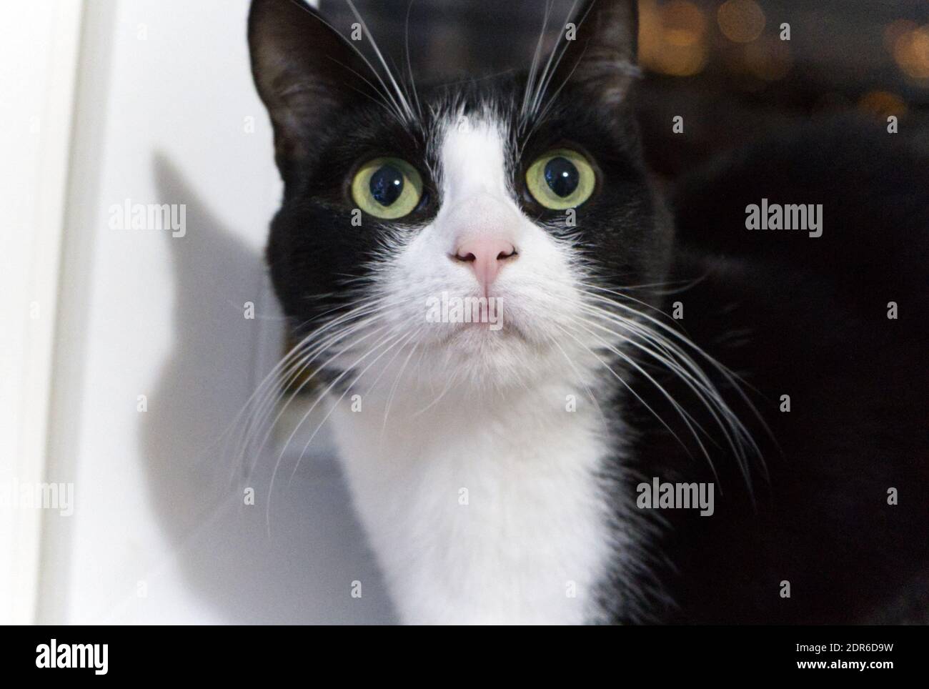 Headshot of a black cat hi-res stock photography and images - Alamy
