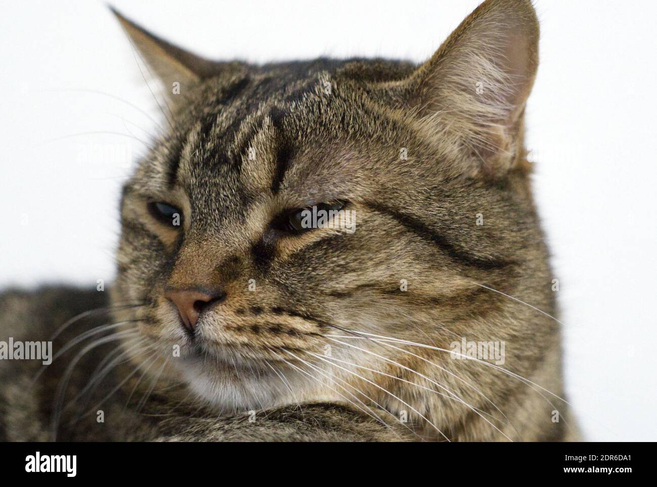 Portrait cunning tabby cat hi-res stock photography and images - Alamy