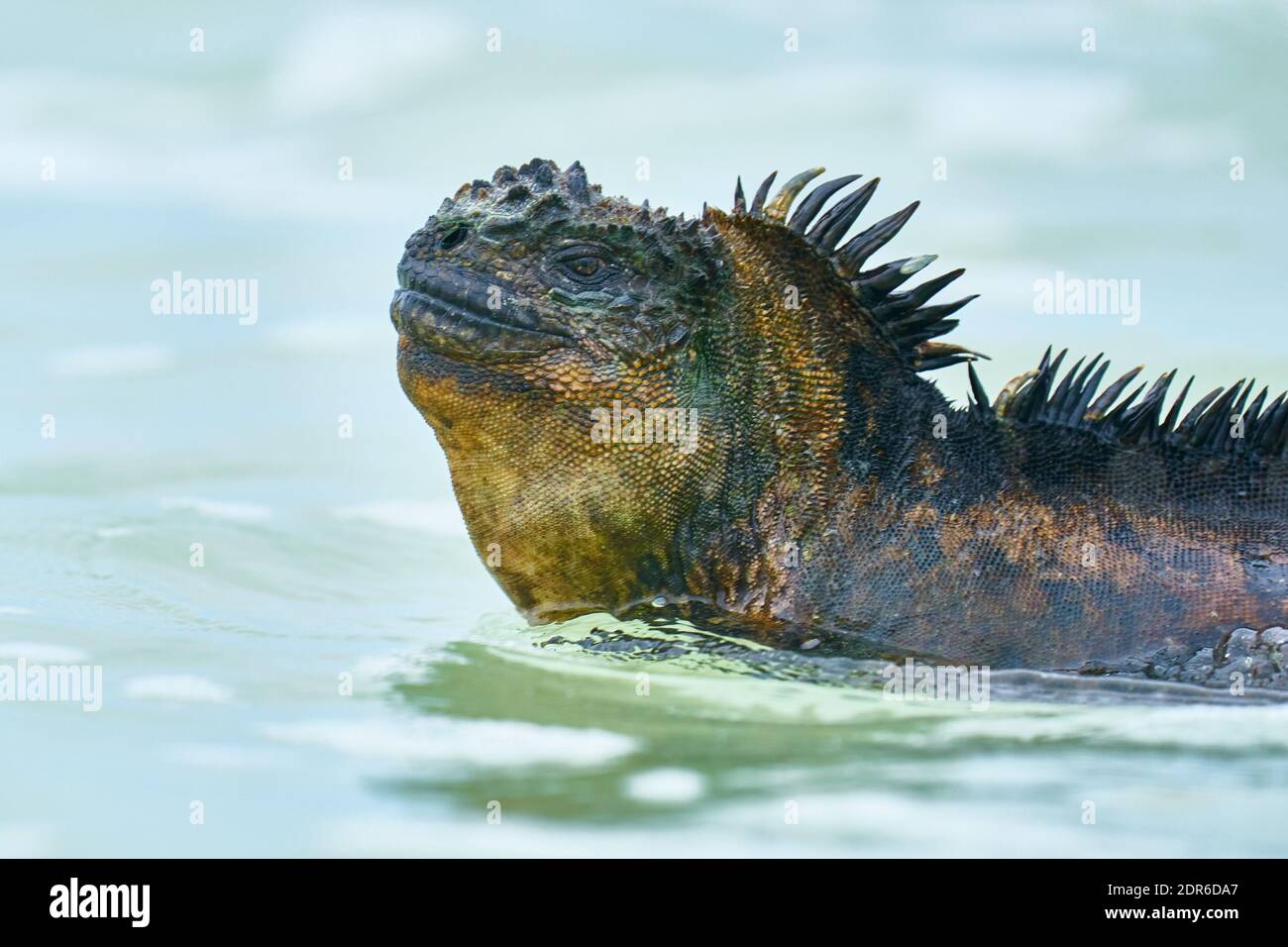 Closeup portrait of Galapagos Marine Iguana swimming (Amblyrhynchus ...
