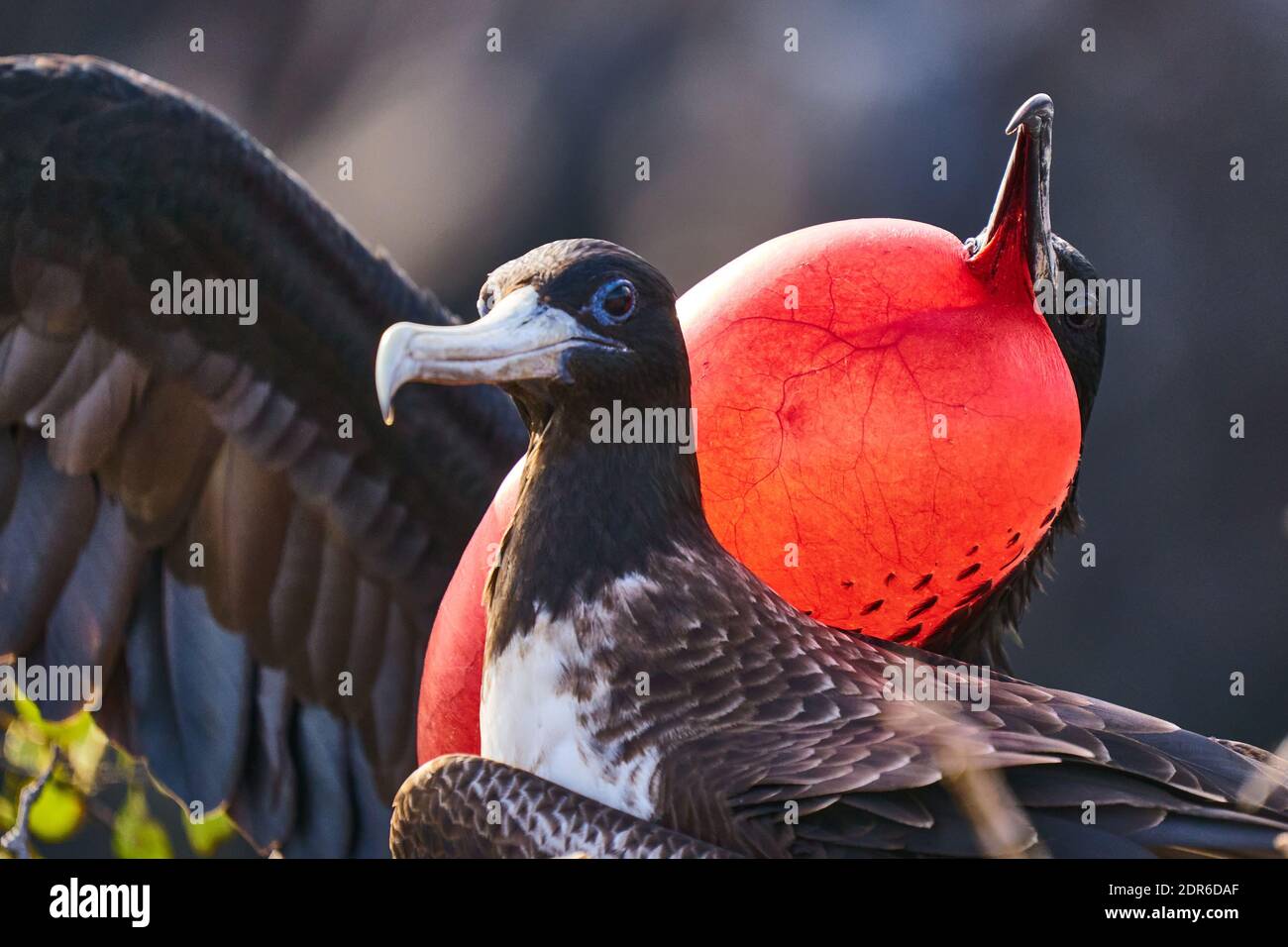 Male Magnificent frigatebird inflating its red pouch trying to impress ...
