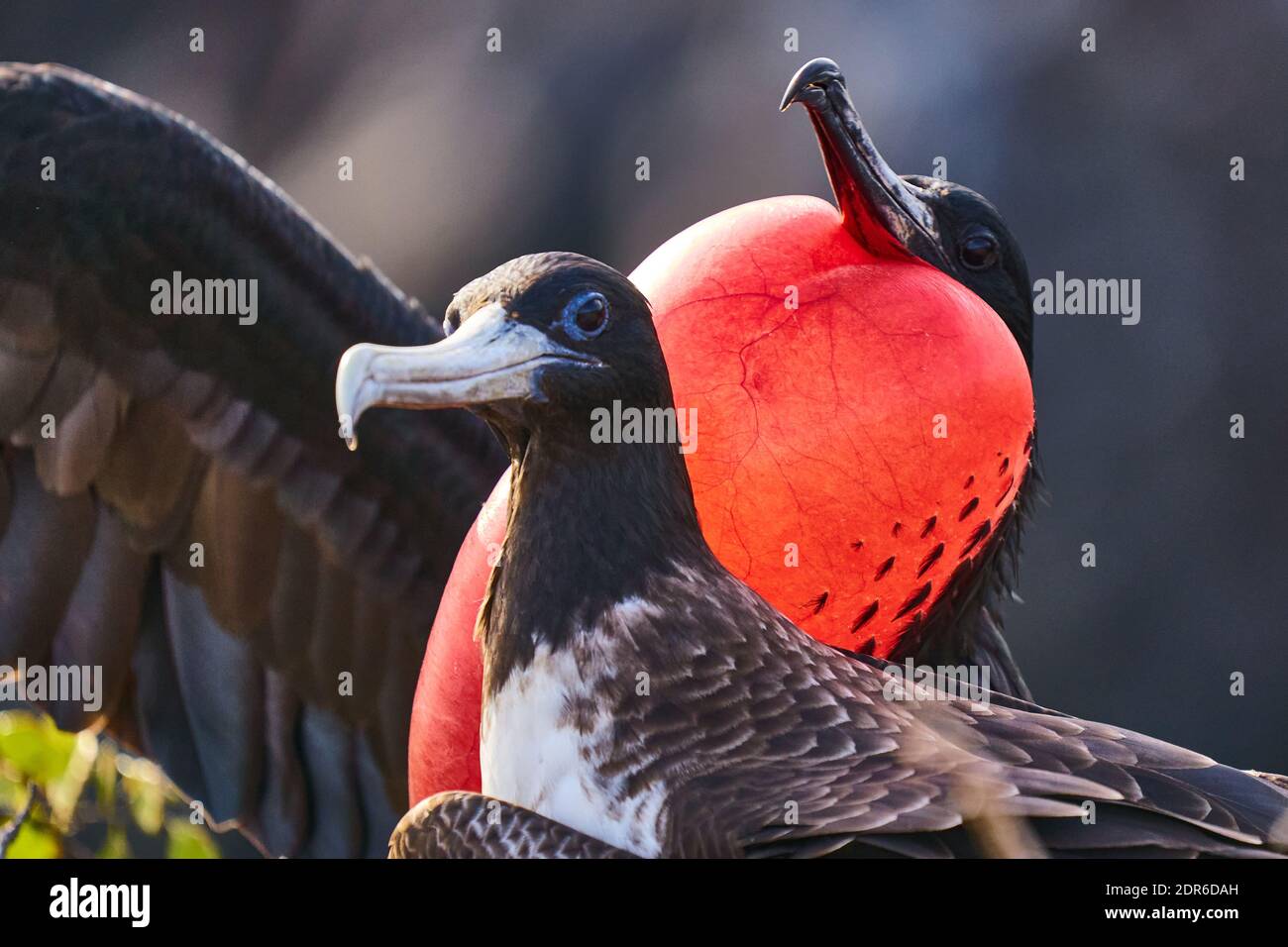 Male Magnificent frigatebird inflating its red pouch trying to impress ...