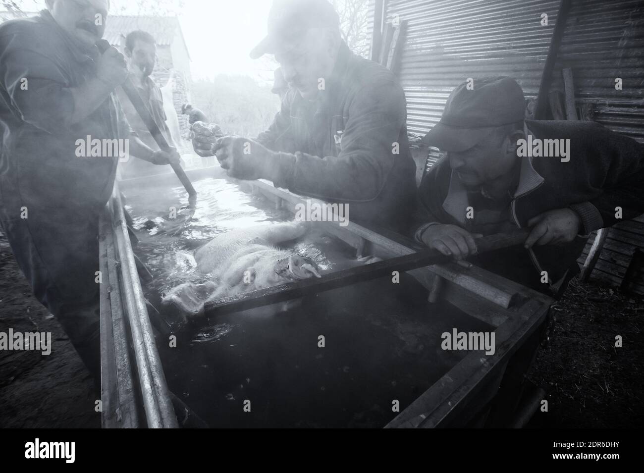 Pig slaughter festival hi-res stock photography and images - Alamy