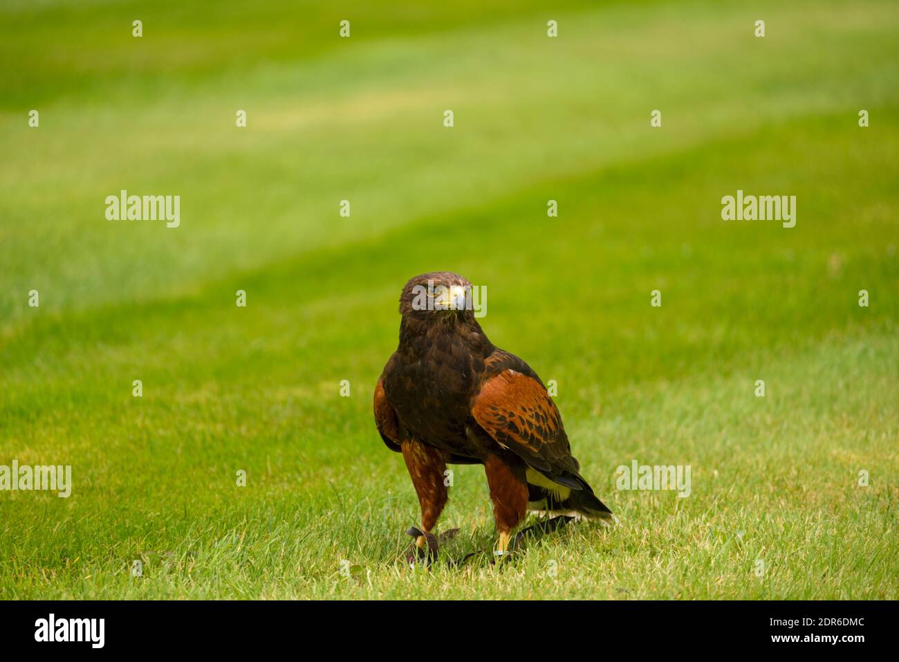 Peregrine falcon is undoubtedly one of Ireland's most impressive birds ...