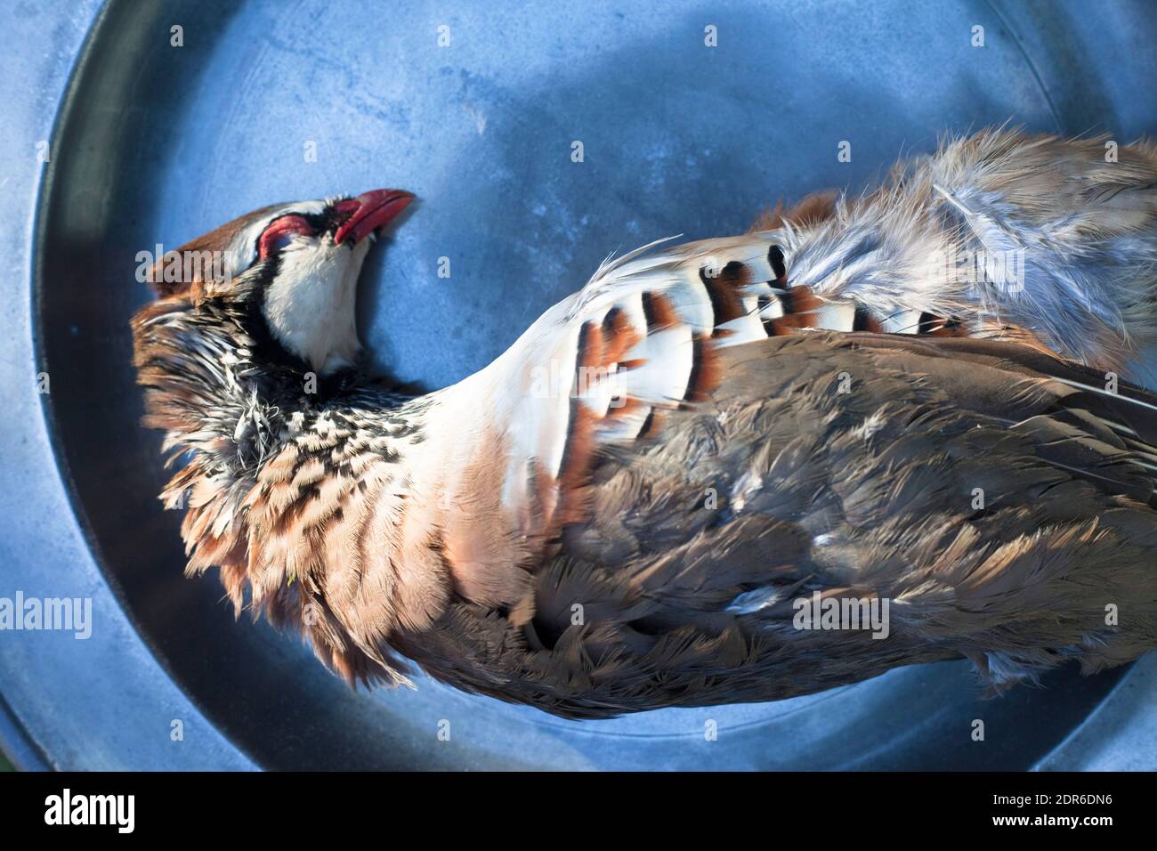 Partridge in feather ready to pluck shown on a pewter charger Stock ...