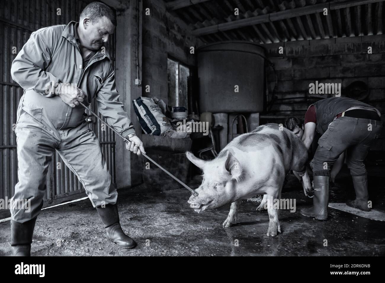 village traditions, pig slaughter in Orense, La Coruña,Spain Stock ...