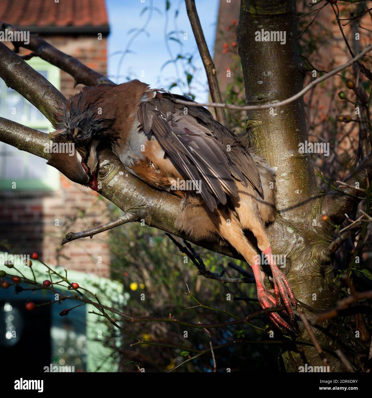 Partridge in feather ready to pluck Stock Photo - Alamy