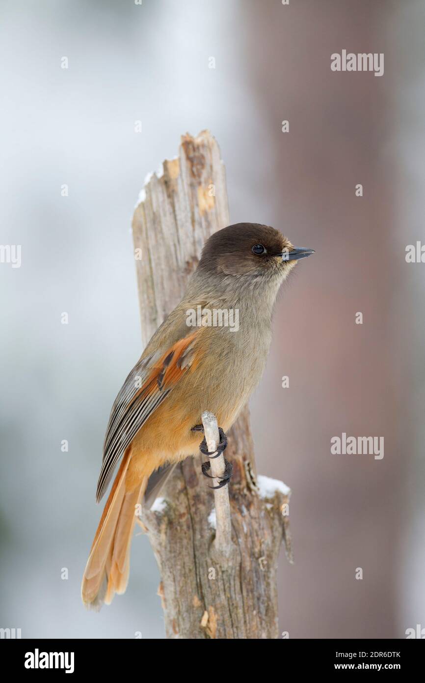 Siberian Jay, Perisoreus infaustus, portrait of single adult perched on ...