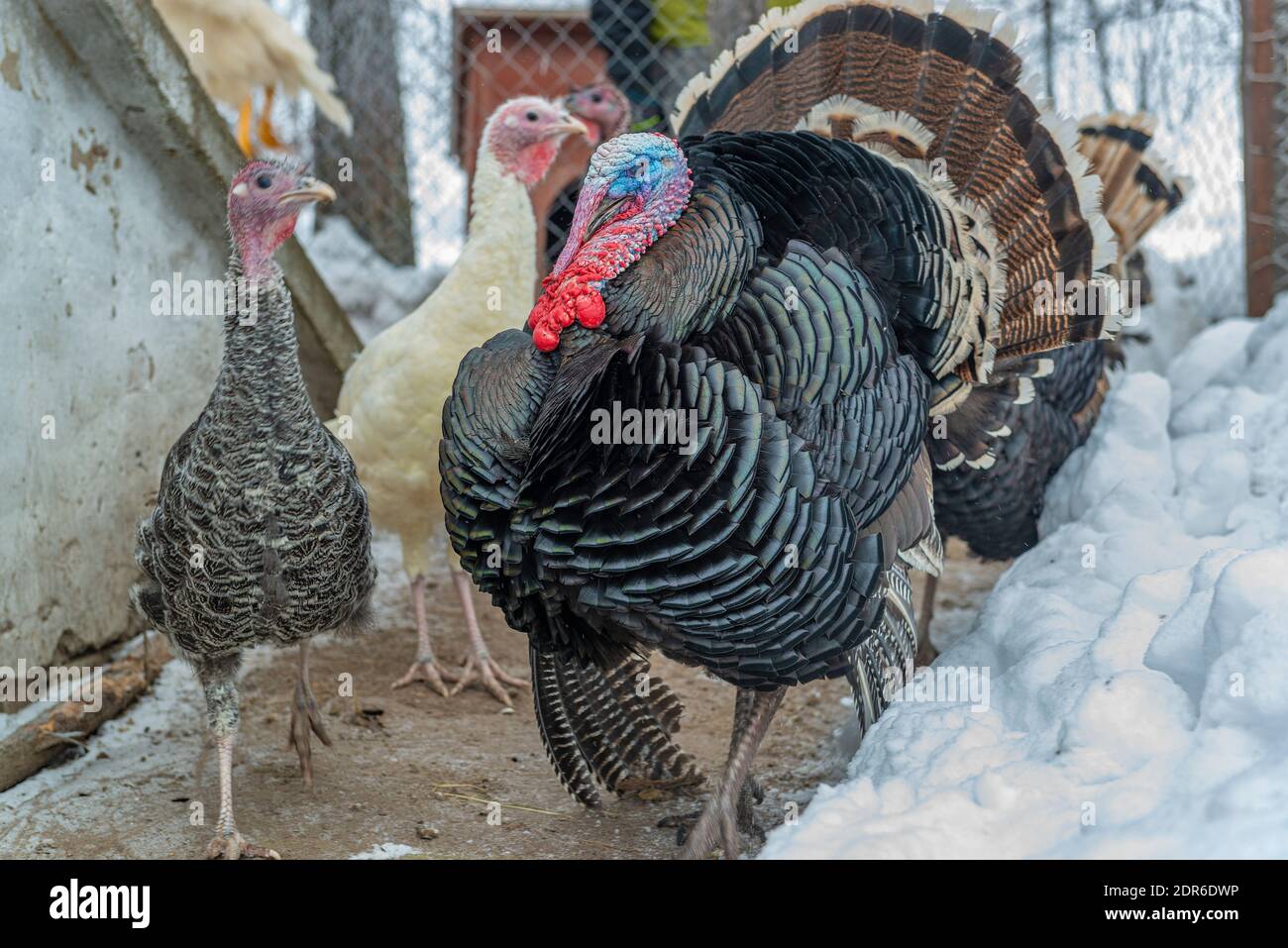 Turkey bird family on the farm Stock Photo - Alamy