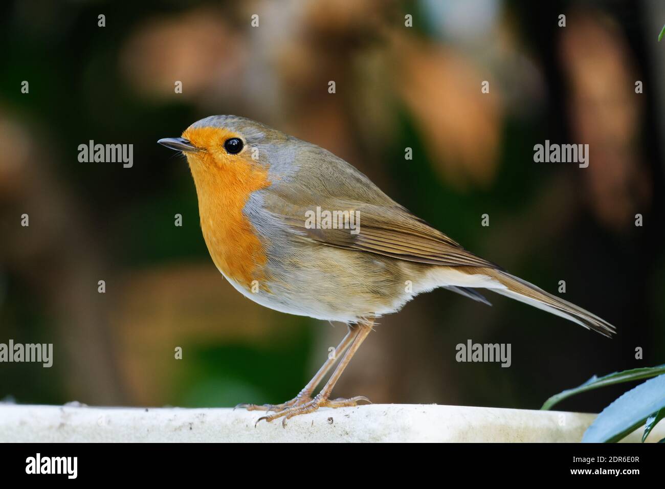 side view of a robin in front of blurred background Stock Photo - Alamy