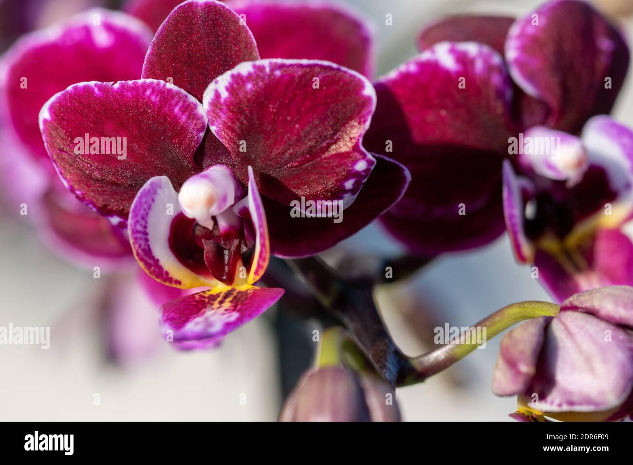 Purple cymbidium hi-res stock photography and images - Alamy