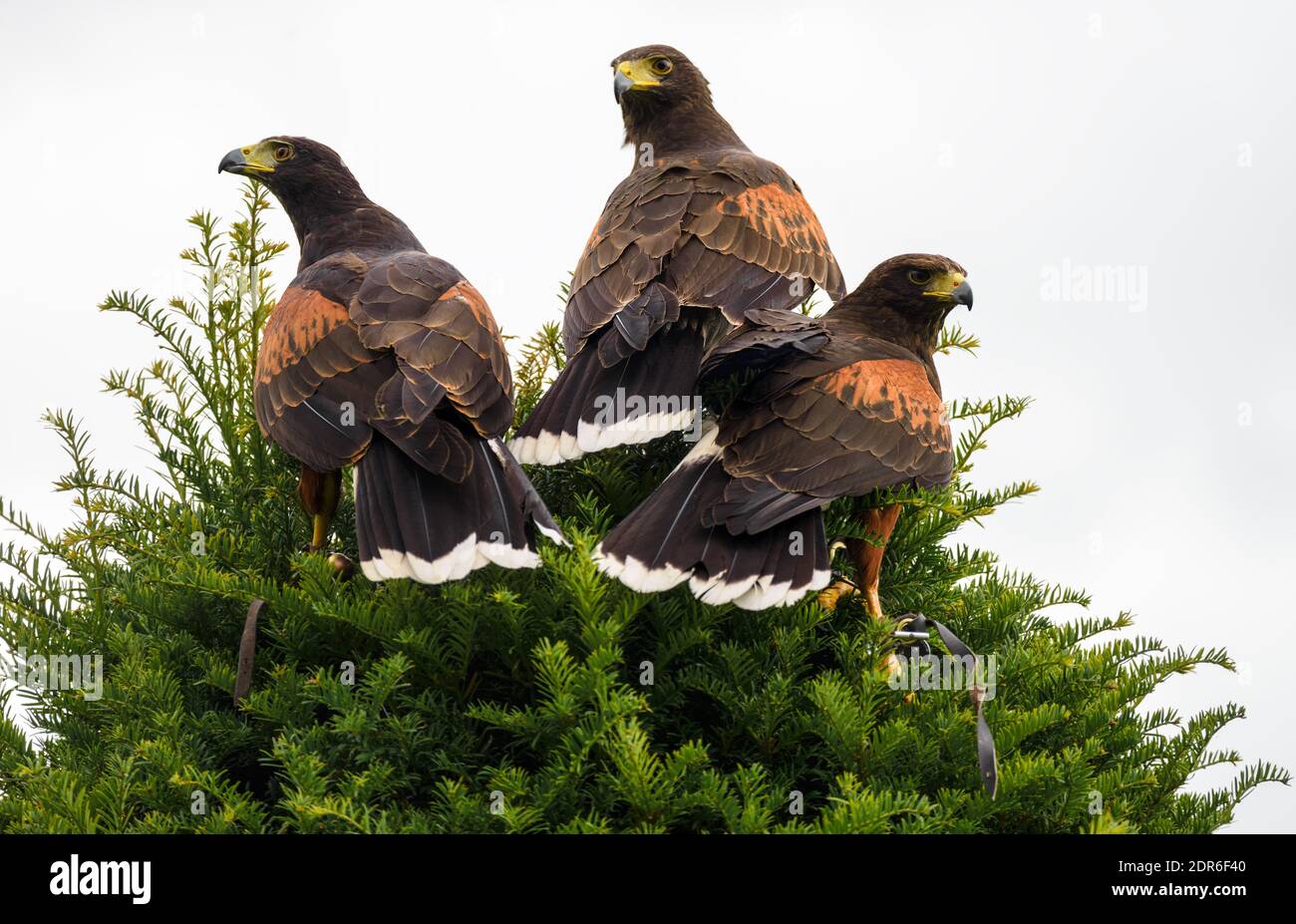 Impressive birds hi-res stock photography and images - Alamy