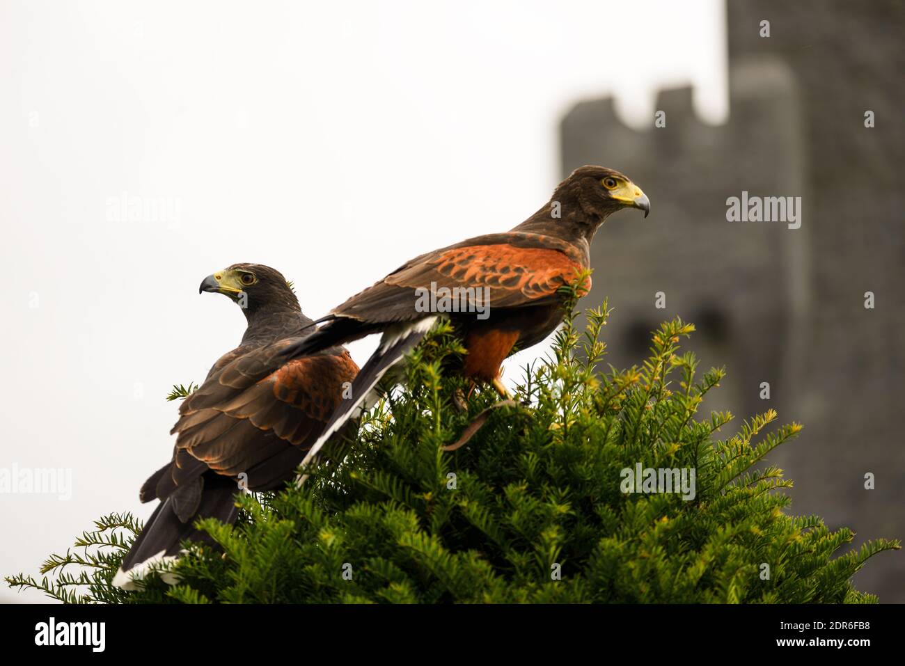 Falconry ireland hi-res stock photography and images - Alamy