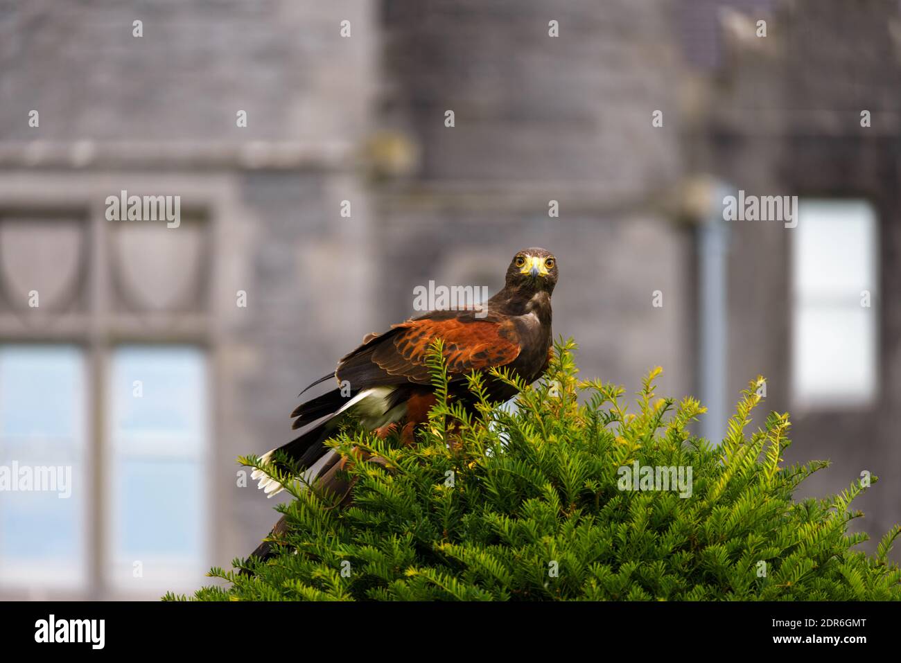 Peregrine falcon is undoubtedly one of Ireland's most impressive birds ...