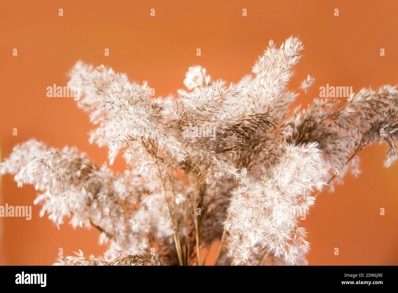 Bouquet dry reeds close hi-res stock photography and images - Alamy