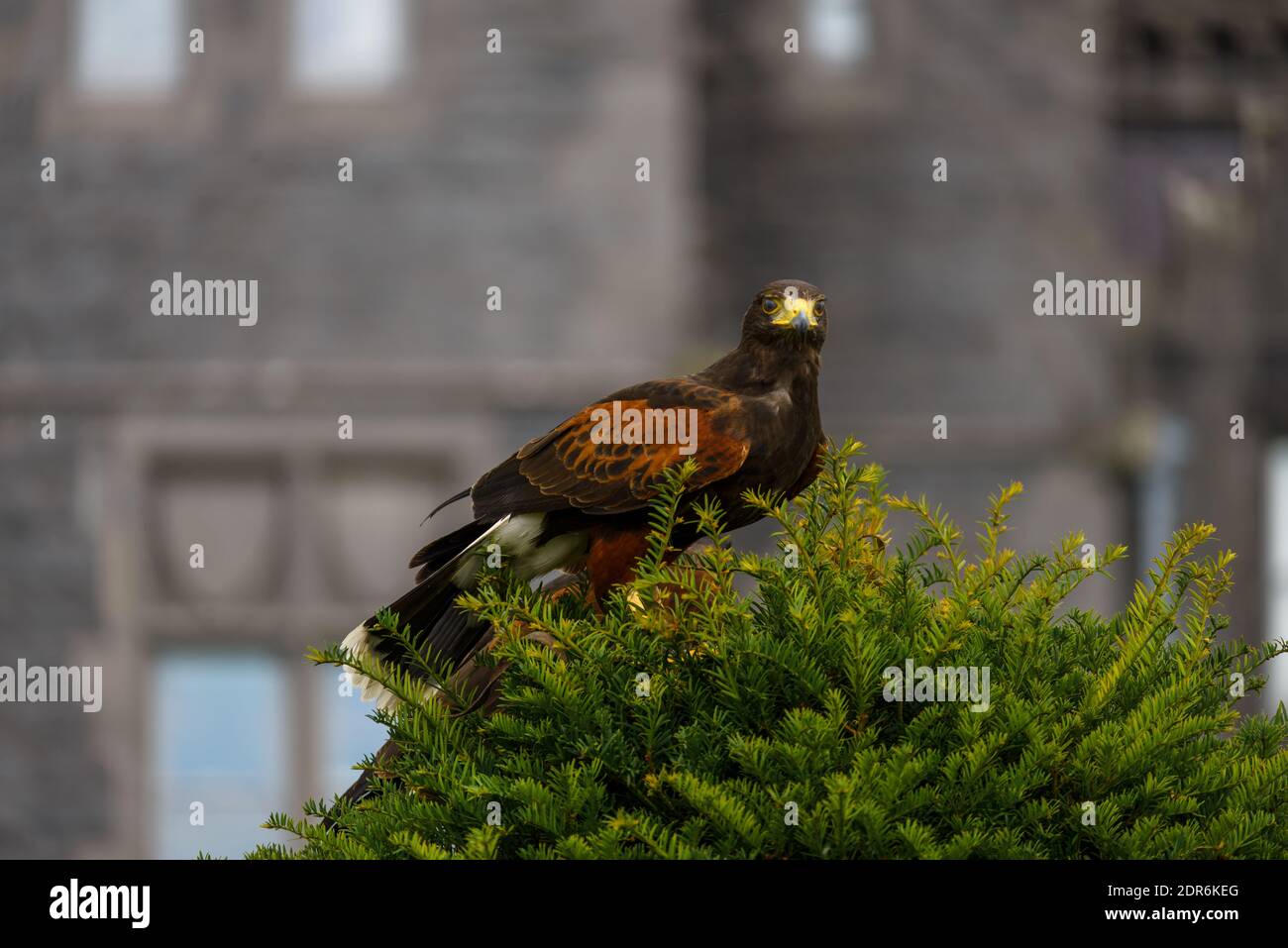 Peregrine falcon is undoubtedly one of Ireland's most impressive birds ...