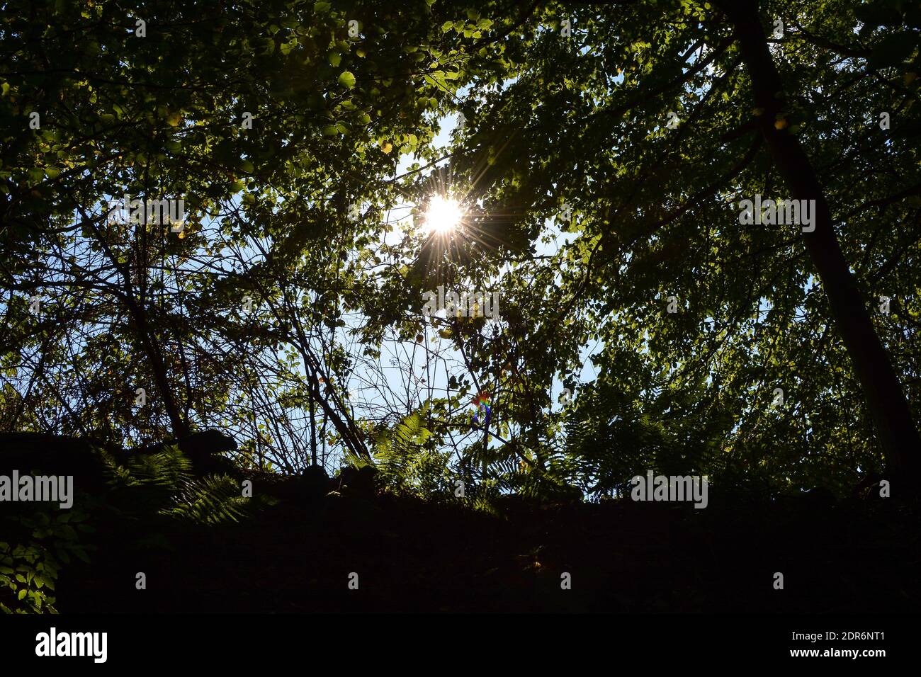 Sun shines through the green leaves of trees in nature Stock Photo - Alamy