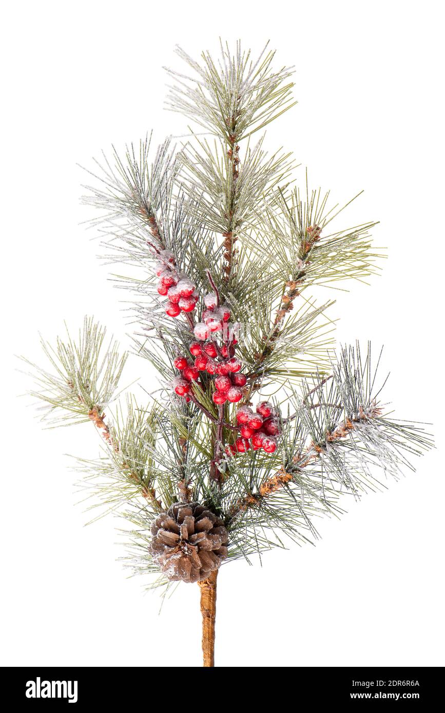 Christmas tree branch isolated on white background Stock Photo - Alamy