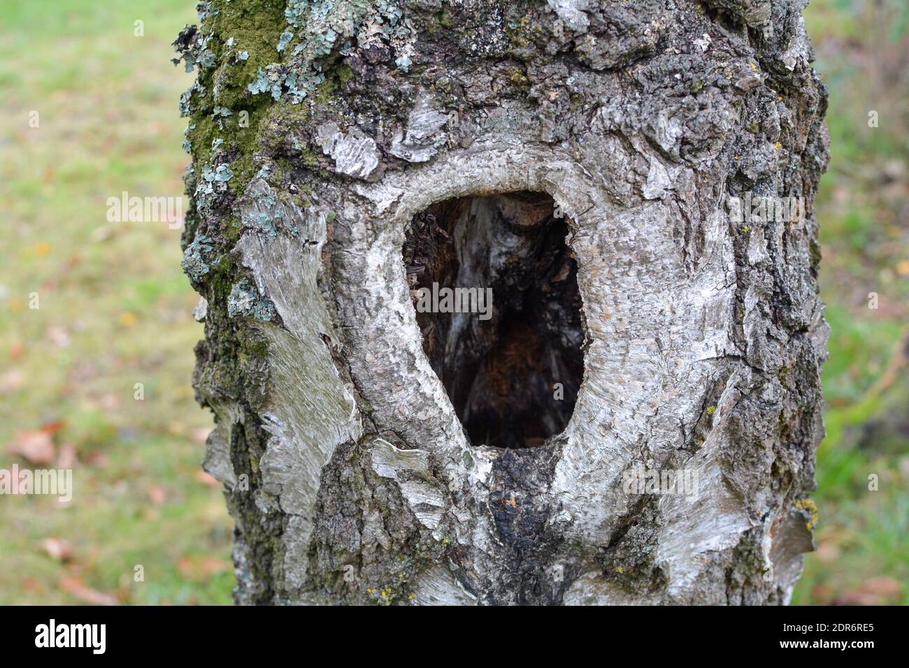 Tree cavity, close up in green nature with moss Stock Photo - Alamy