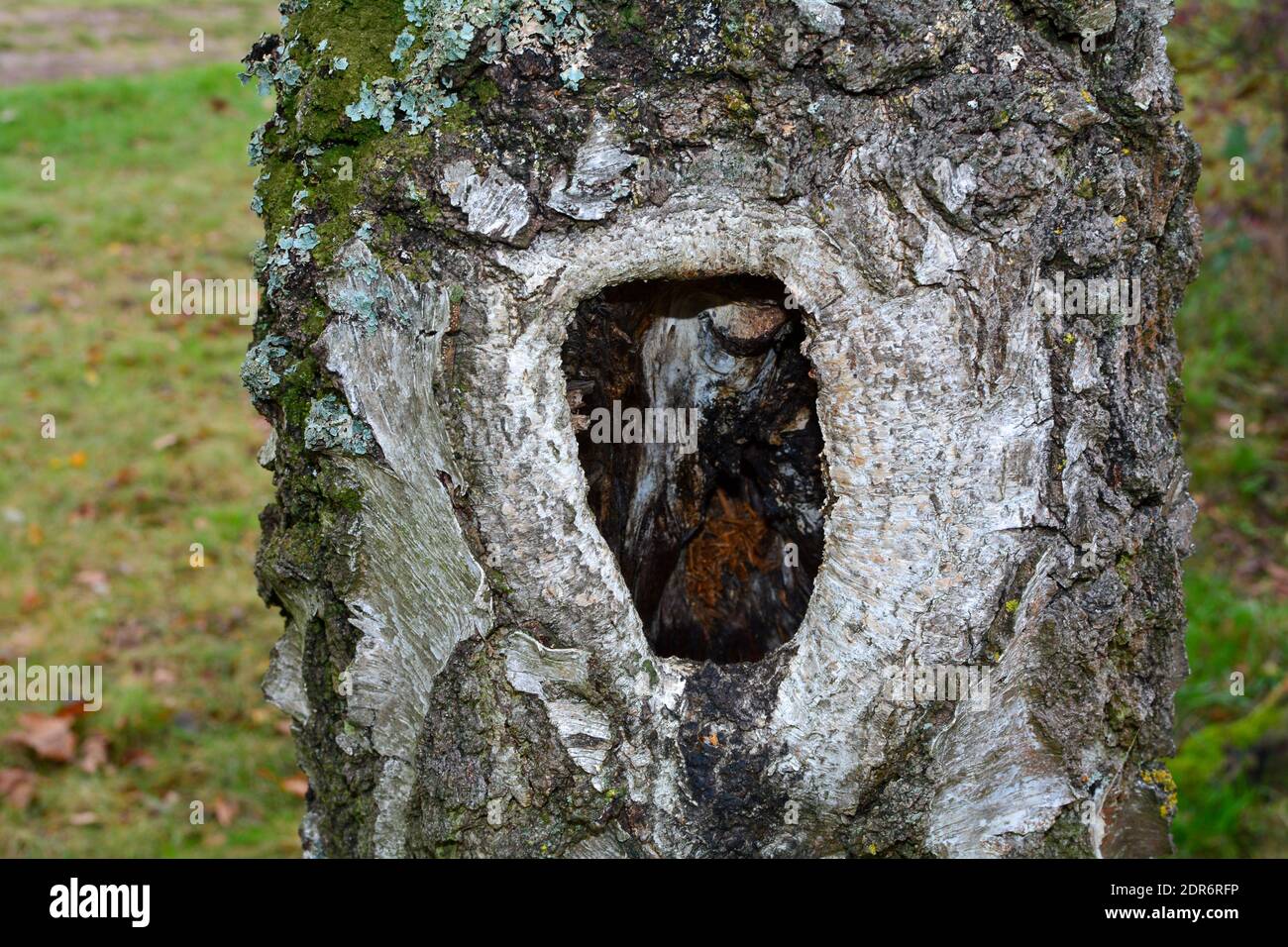 Tree cavity, close up in green nature with moss Stock Photo - Alamy
