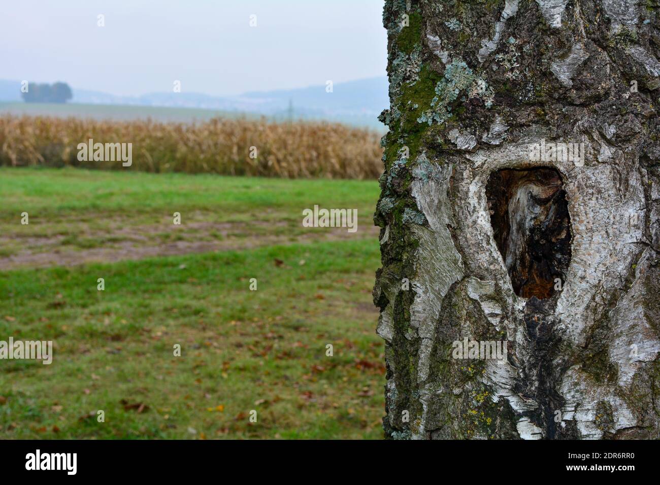 Tree cavity, in nature with green meadow in the landscape Stock Photo ...