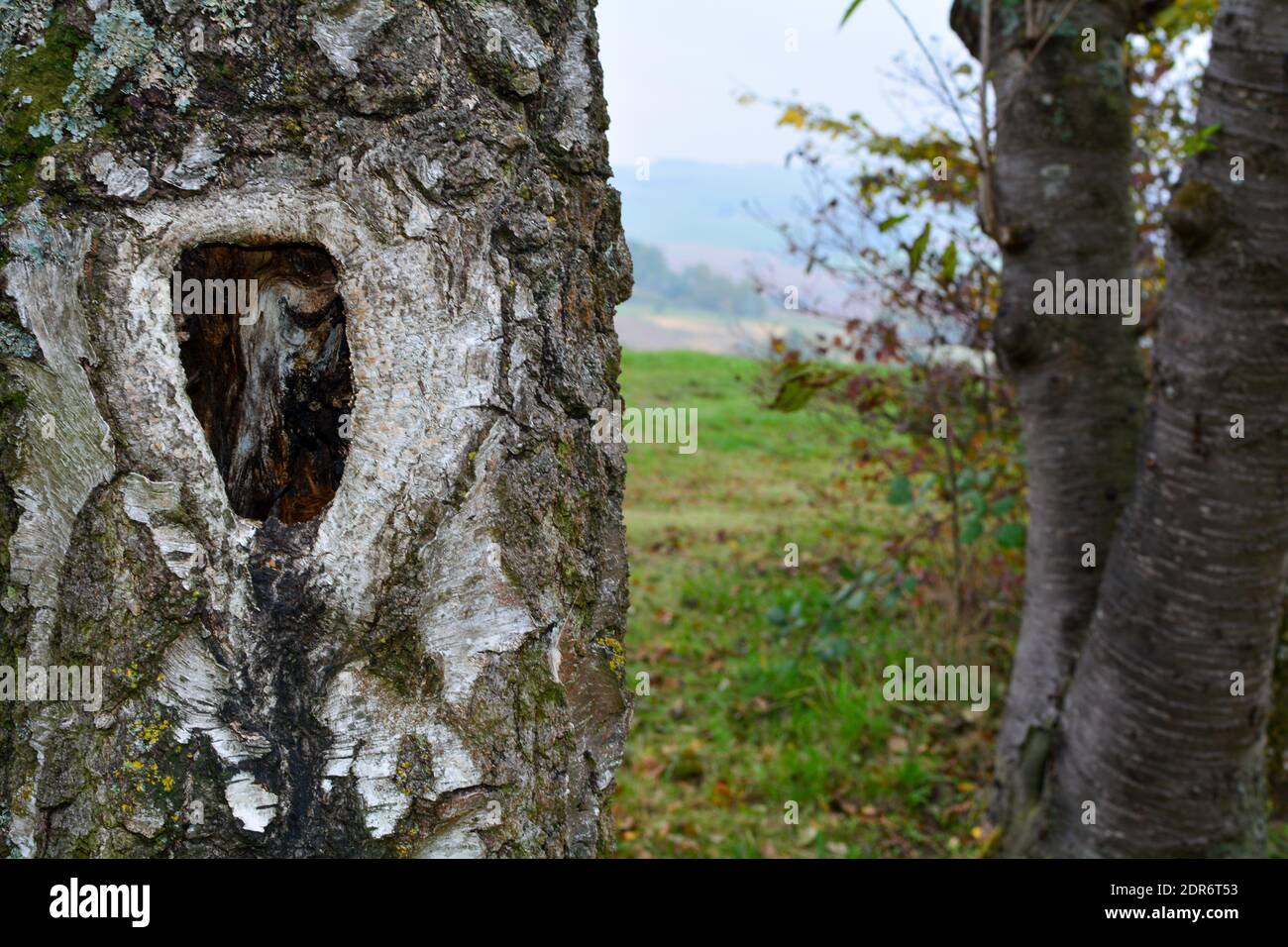 Tree cavity, in nature with green meadow and trees Stock Photo - Alamy