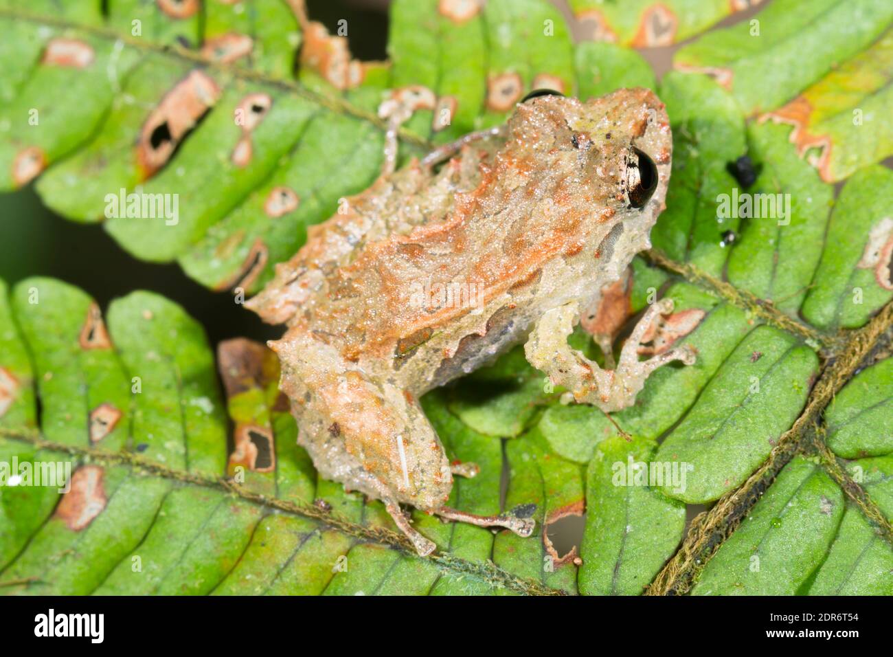 Mutable frog hi-res stock photography and images - Alamy