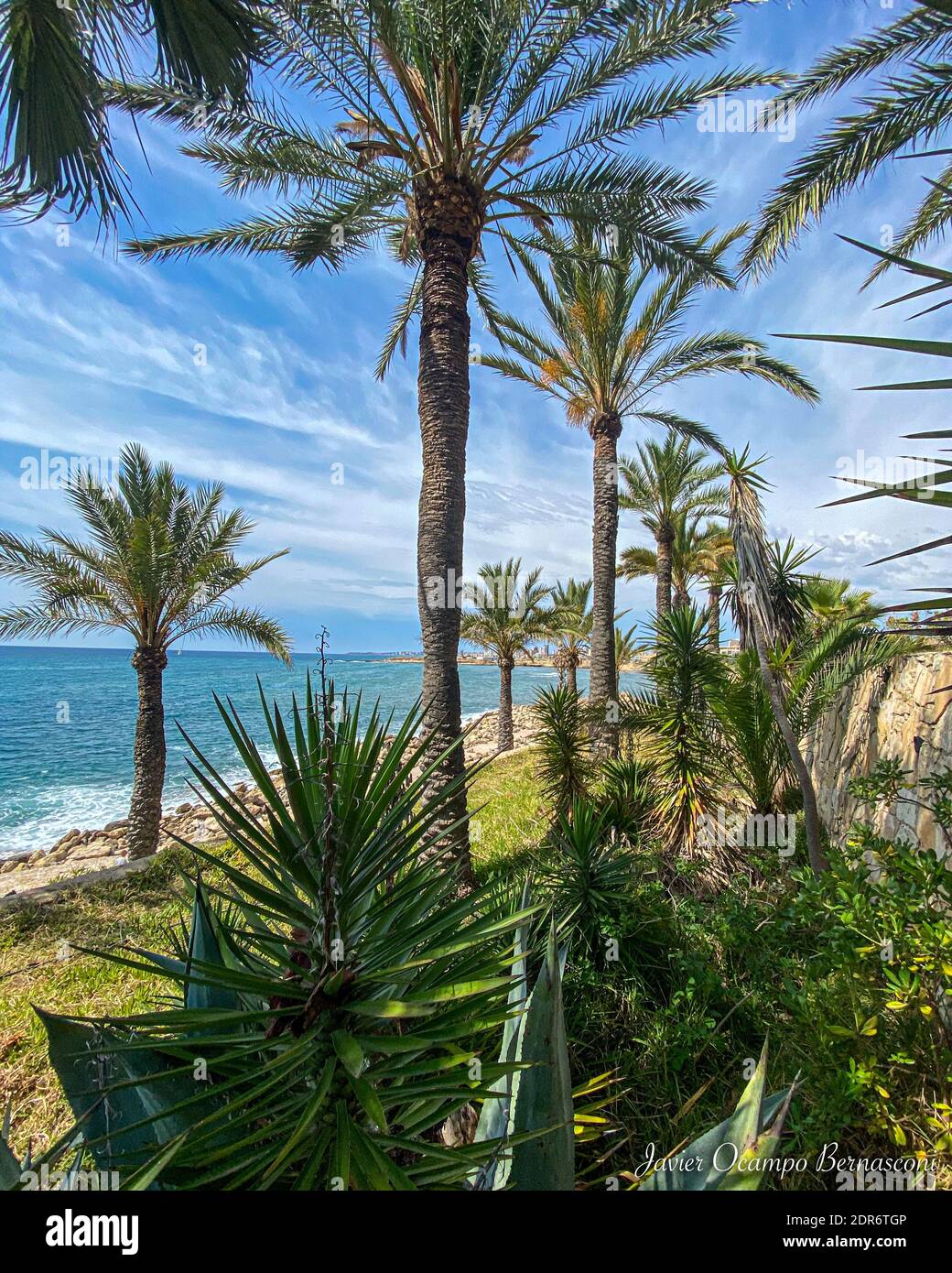 summer evening on the beach with palm trees Stock Photo - Alamy