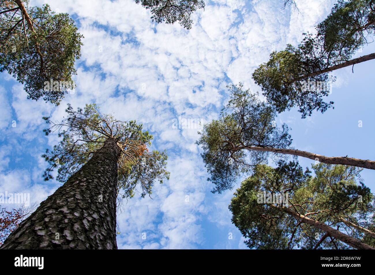 Bright tree tops in a forest in a low perspective image Stock Photo - Alamy
