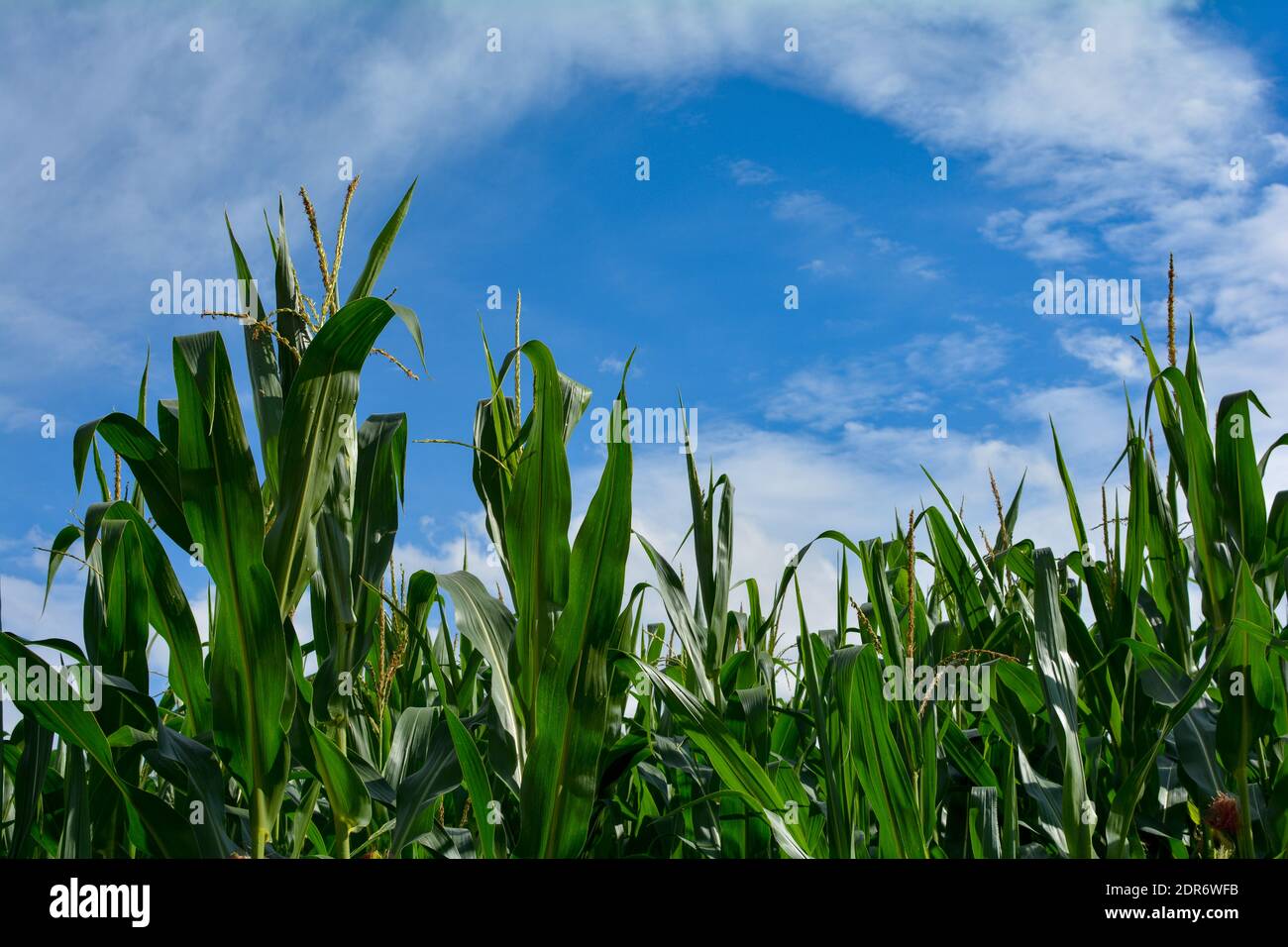 Blue detail field harvest hi-res stock photography and images - Alamy
