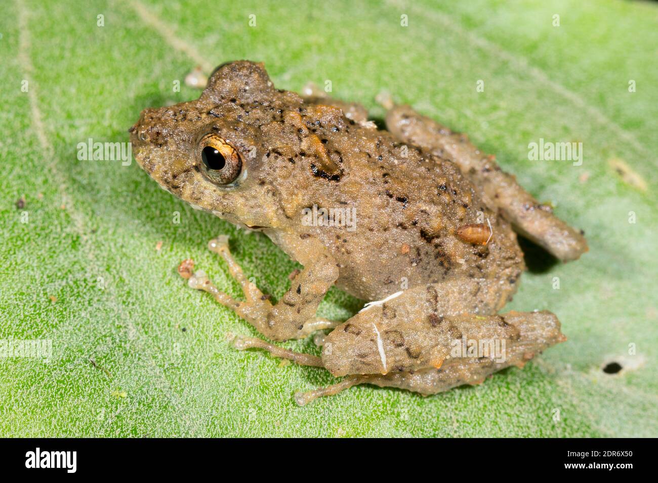 Spring Robber Frog (Pristimantis crenunguis) on a branch in the ...