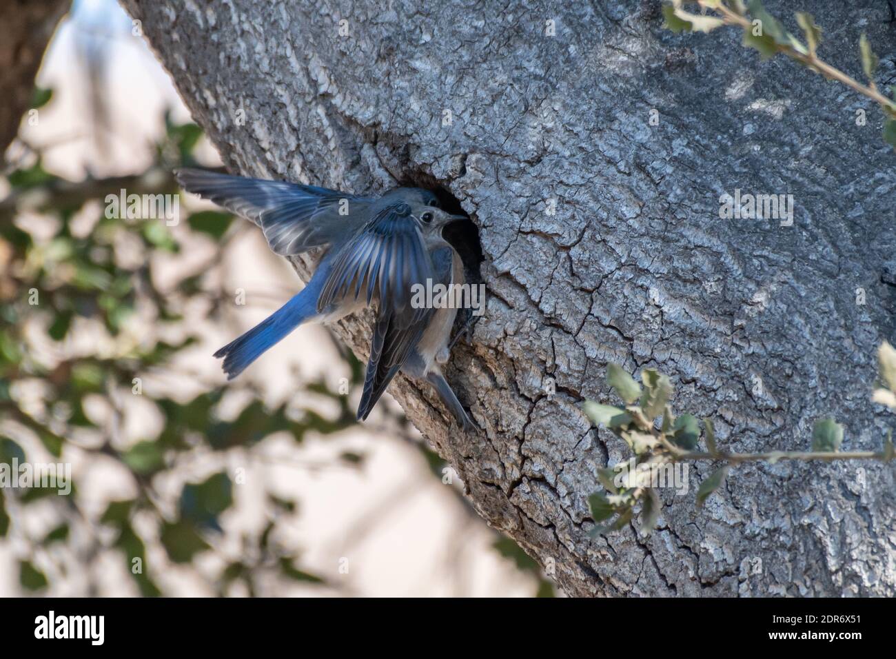 Male and female Says Phoebe birds flying in together to the entrance in ...