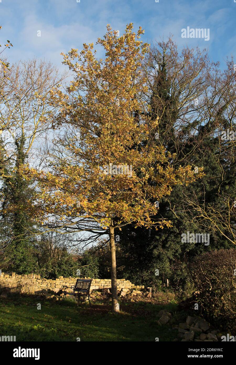 Millennium tree hi-res stock photography and images - Alamy