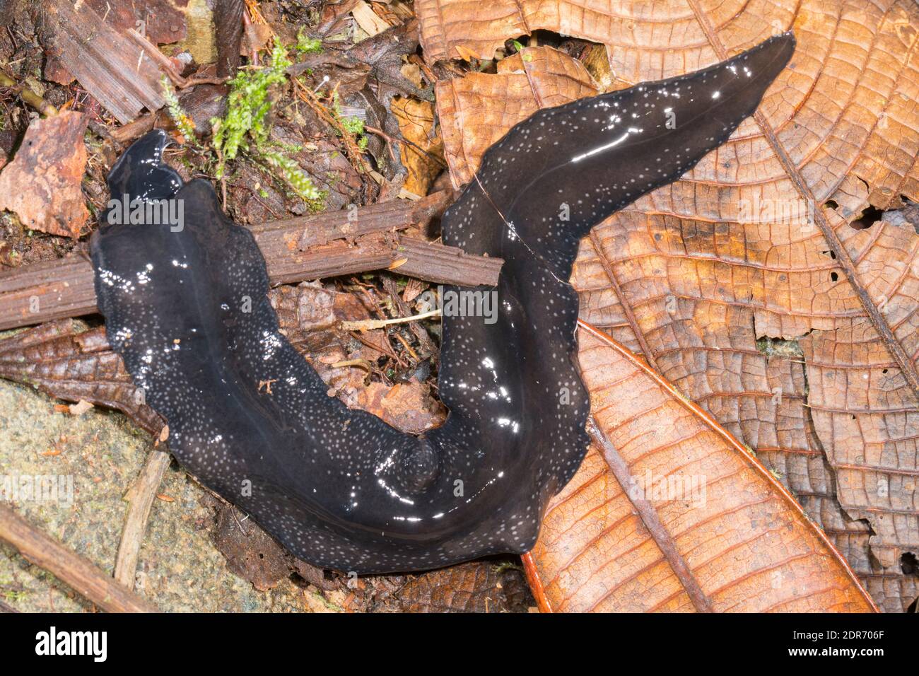 Giant land planarian (Flatworm) crawling in the leaf litter in montane ...