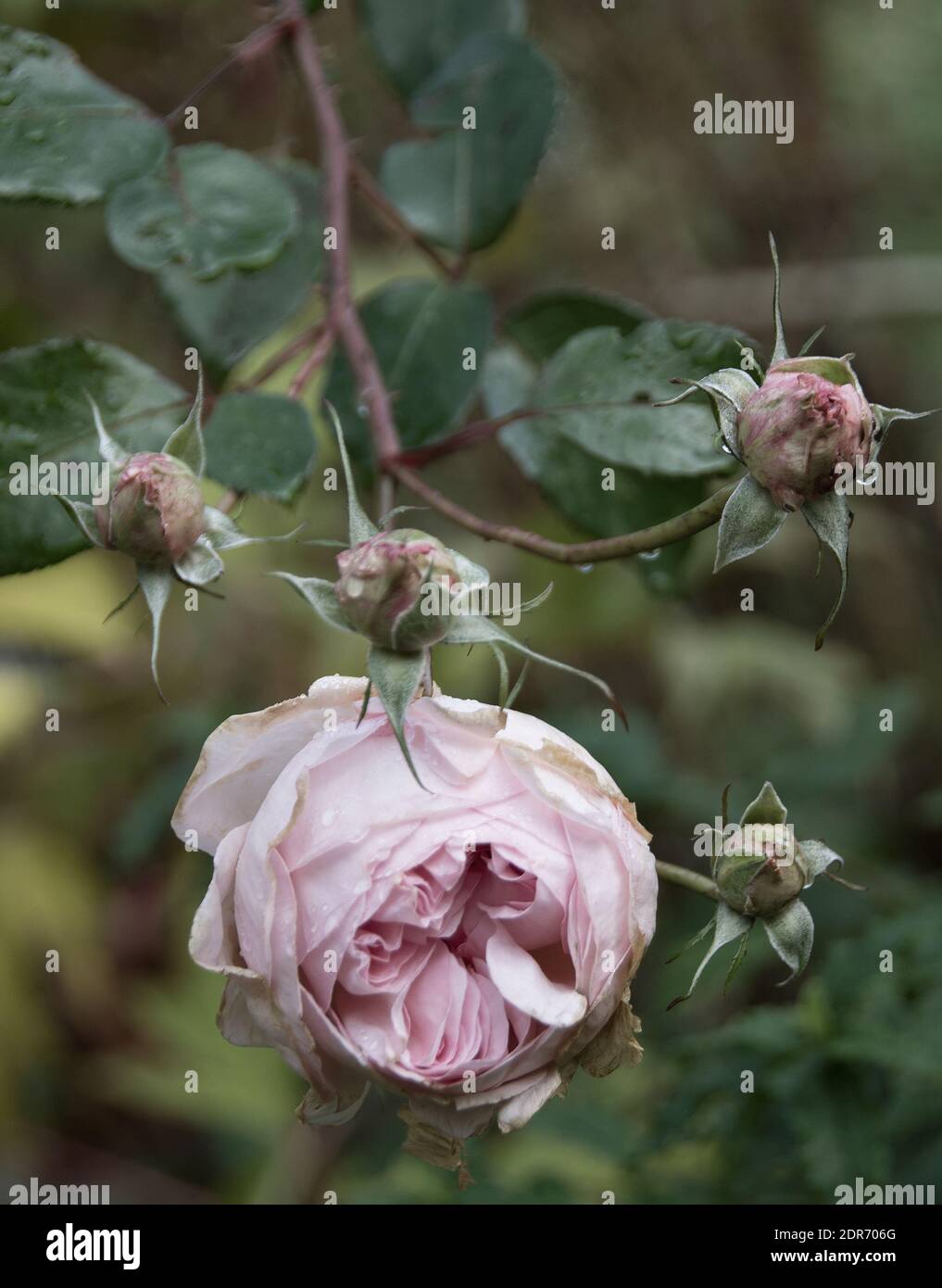 Rosa 'Fragrant Memories' still blooming on a rainy day in November with ...