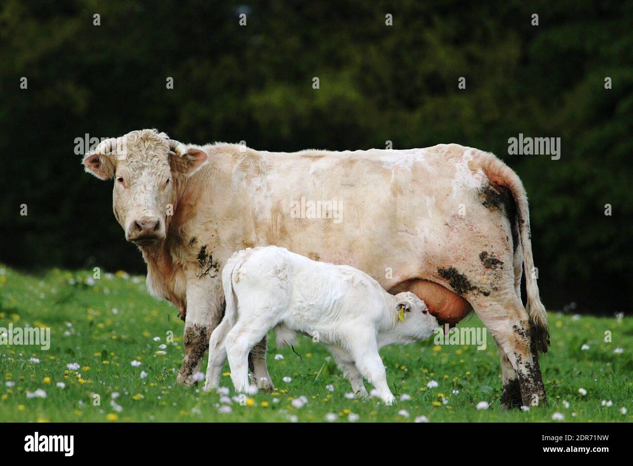 Cow Breastfeeding High Resolution Stock Photography and Images - Alamy