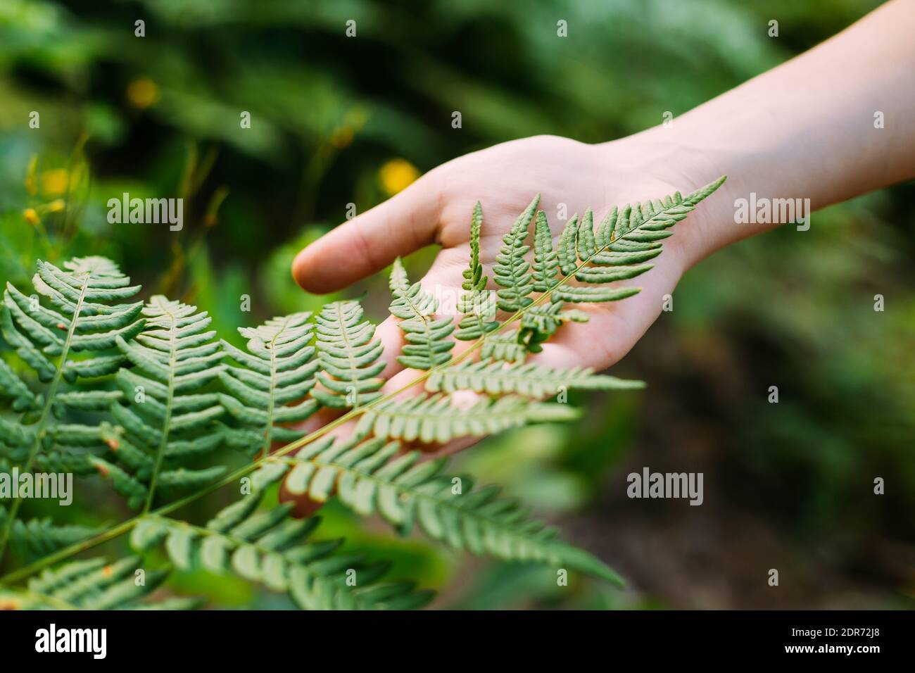 Hand touching fern hi-res stock photography and images - Alamy
