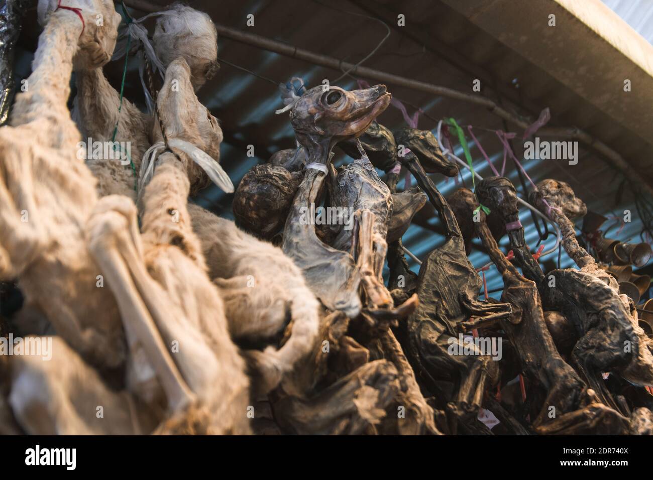 Llama Fetus High Resolution Stock Photography and Images - Alamy