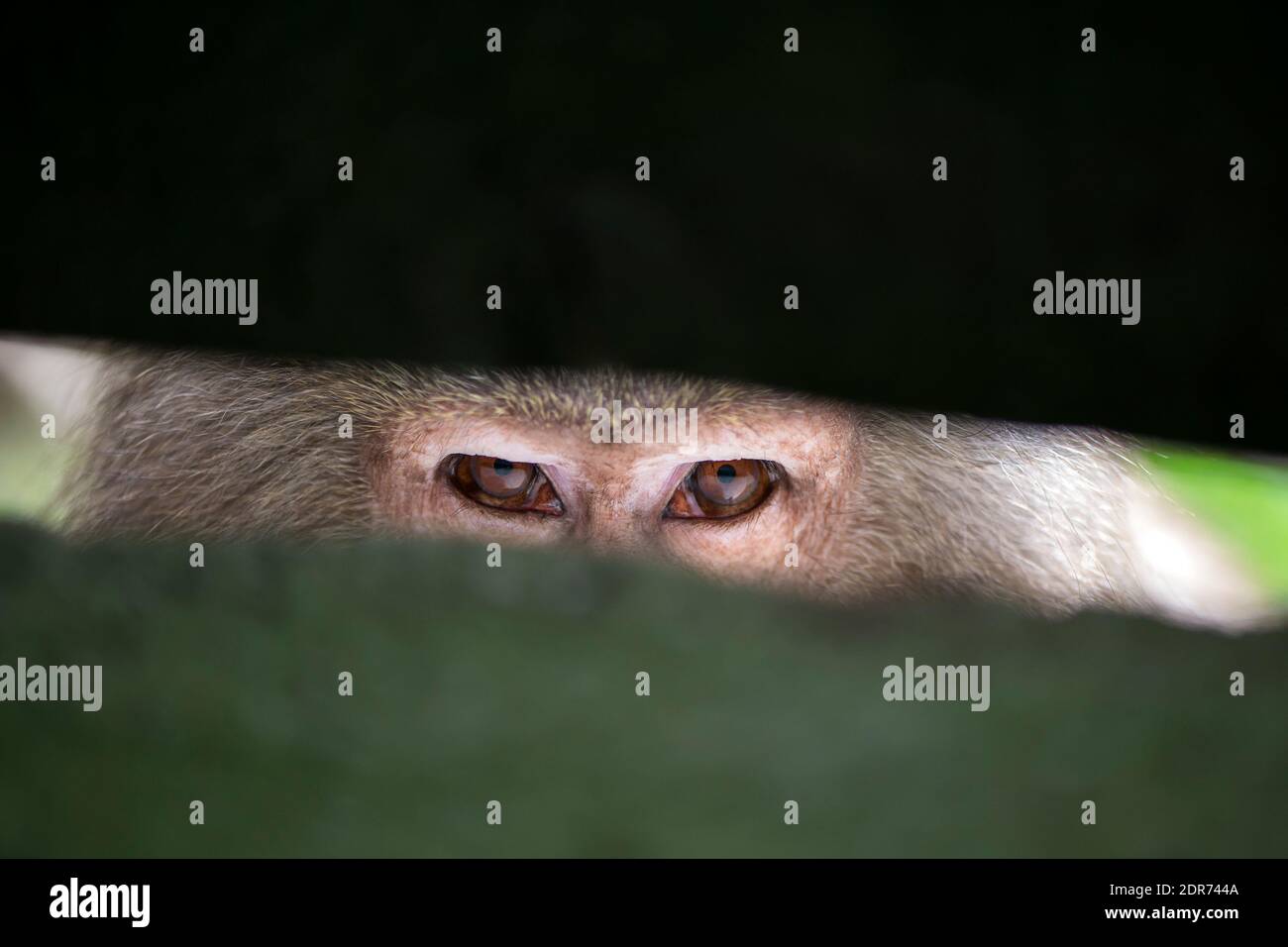 look of a small monkey in captivity Stock Photo - Alamy