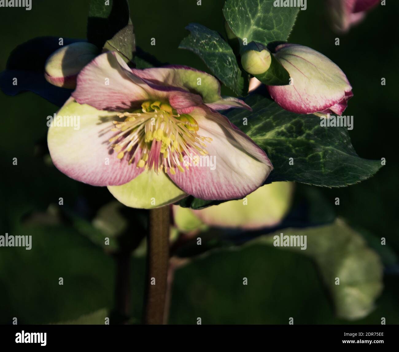 One of rodney davey marbled group hellebores hi-res stock photography ...