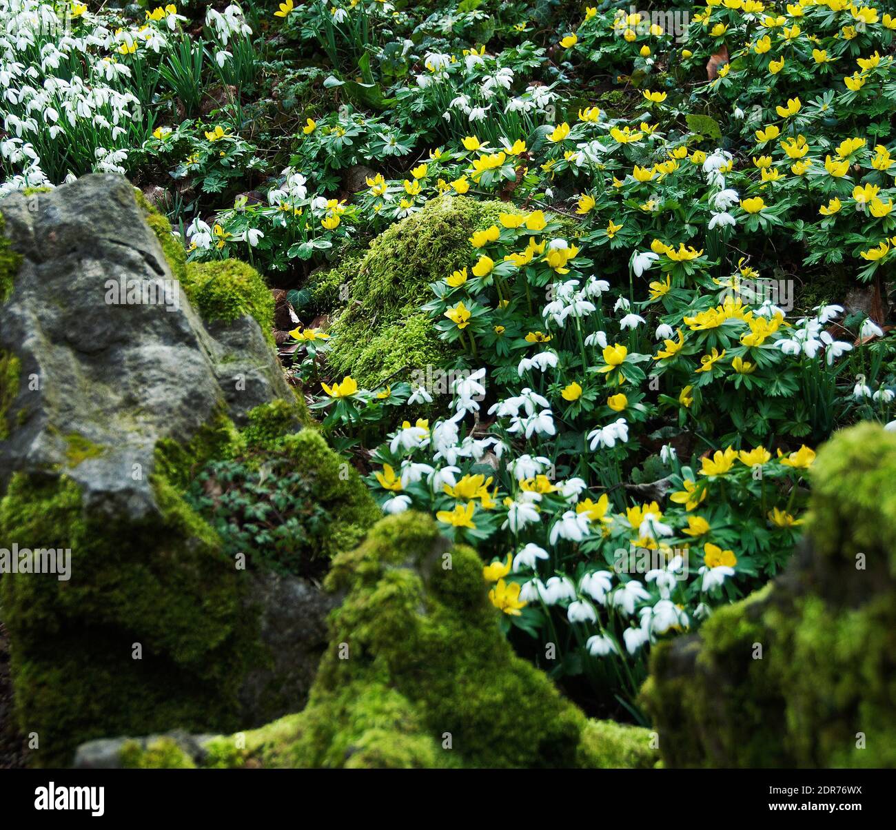 Little ponton hall gardens hi-res stock photography and images - Alamy