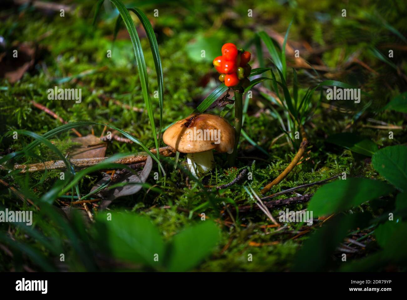 Woodland mushroom scene hi-res stock photography and images - Alamy