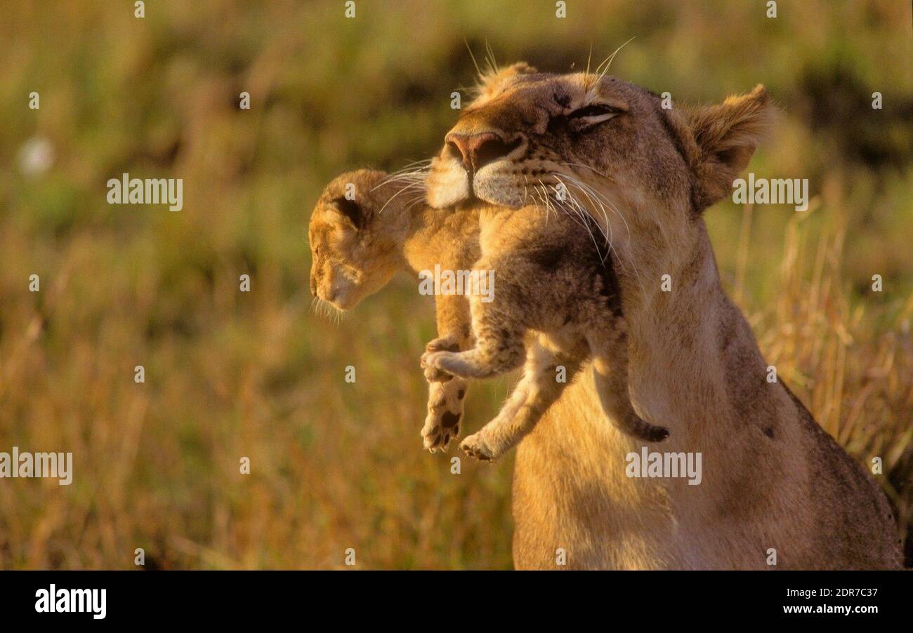 Lioness carrying cub hi-res stock photography and images - Alamy