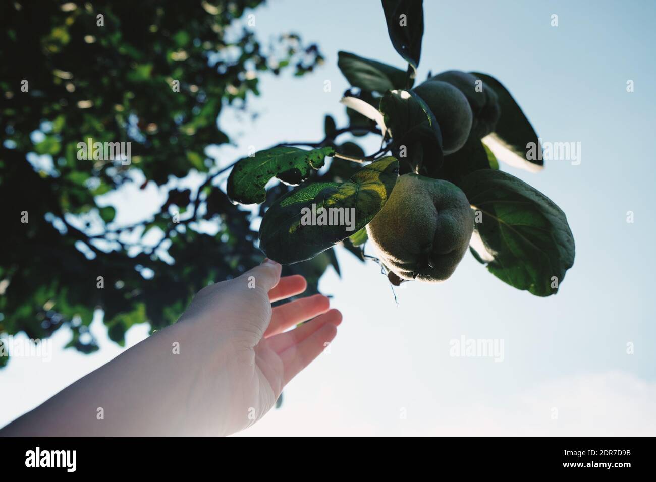 People reaching fruit on tree hi-res stock photography and images - Alamy