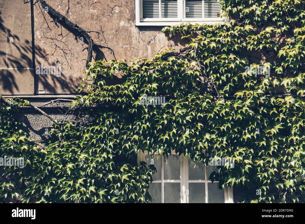 Overgrown yard outside building hi-res stock photography and images - Alamy