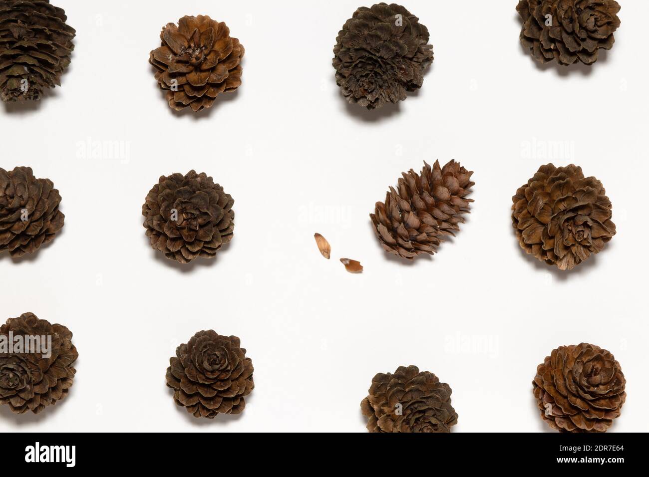 Dried pine cones pattern on white background Stock Photo - Alamy